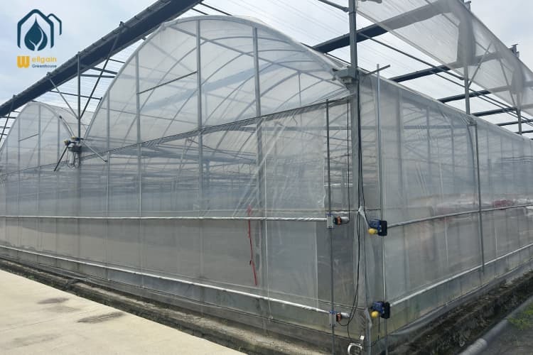 Multi Span Greenhouse Automated Hydroponic Greenhouse For Agriculture